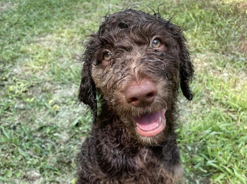 Doodling Around in Virginia | Goldendoodle and Labradoodle puppies ...