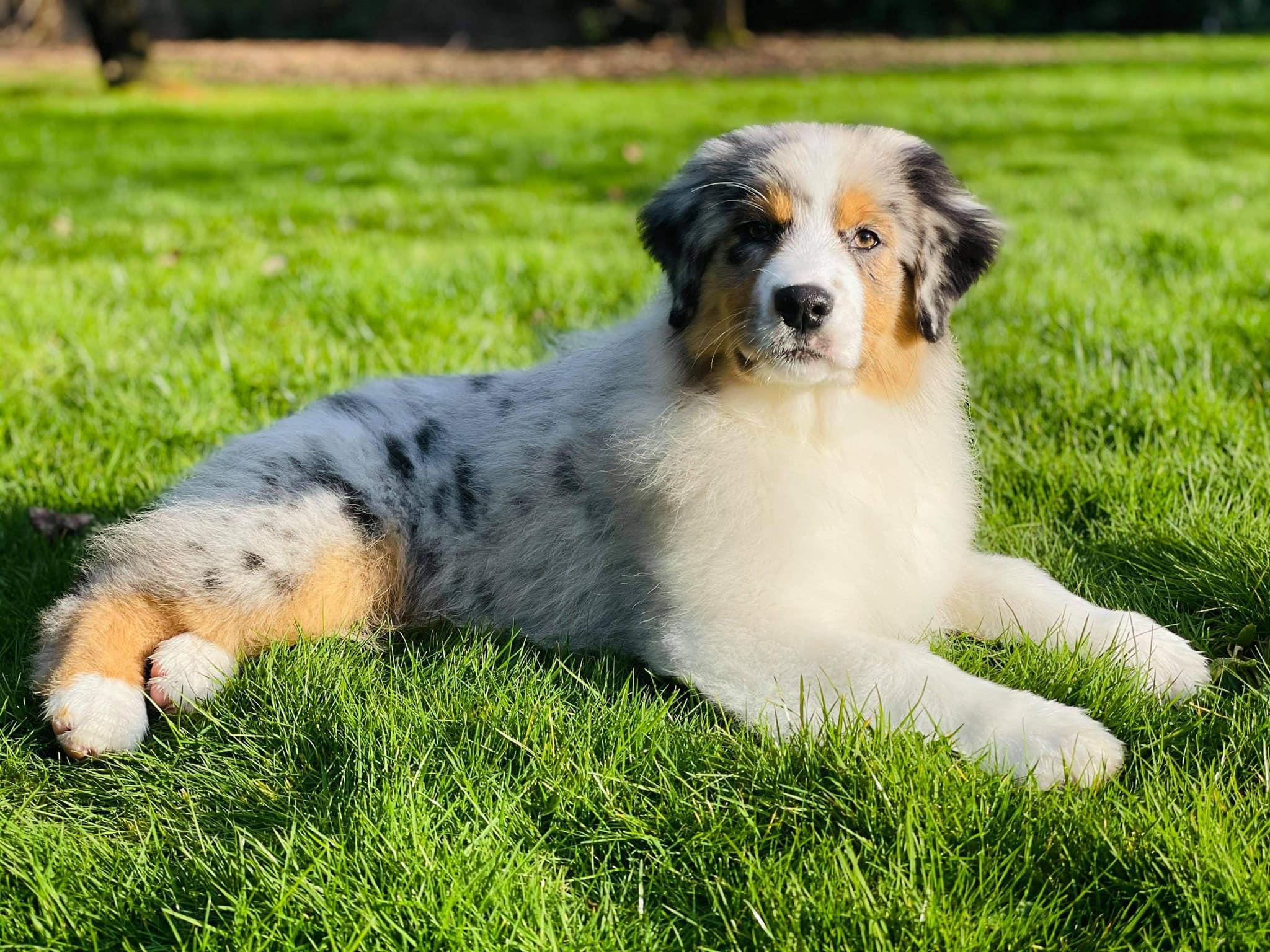 Round of Apaws Canines in California | Australian Shepherd, French ...