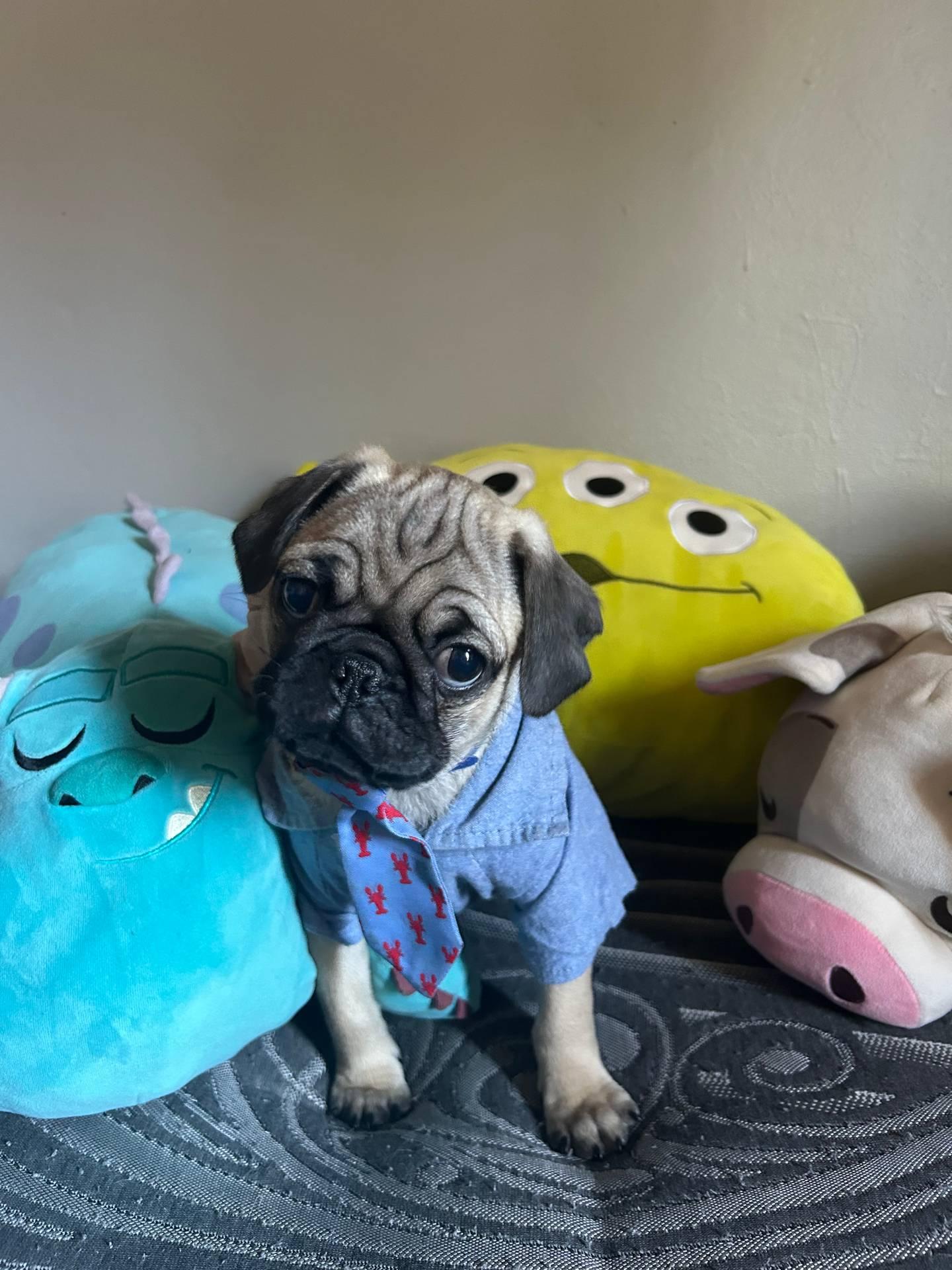 Pug Puppies in California | Pug puppies | Good Dog