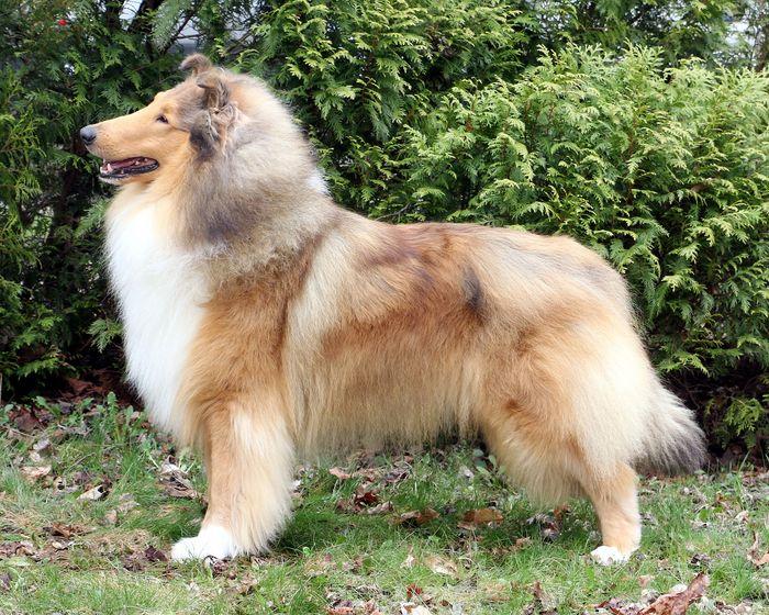 Marcy Fine's Collies in Ohio | Collie puppies | Good Dog