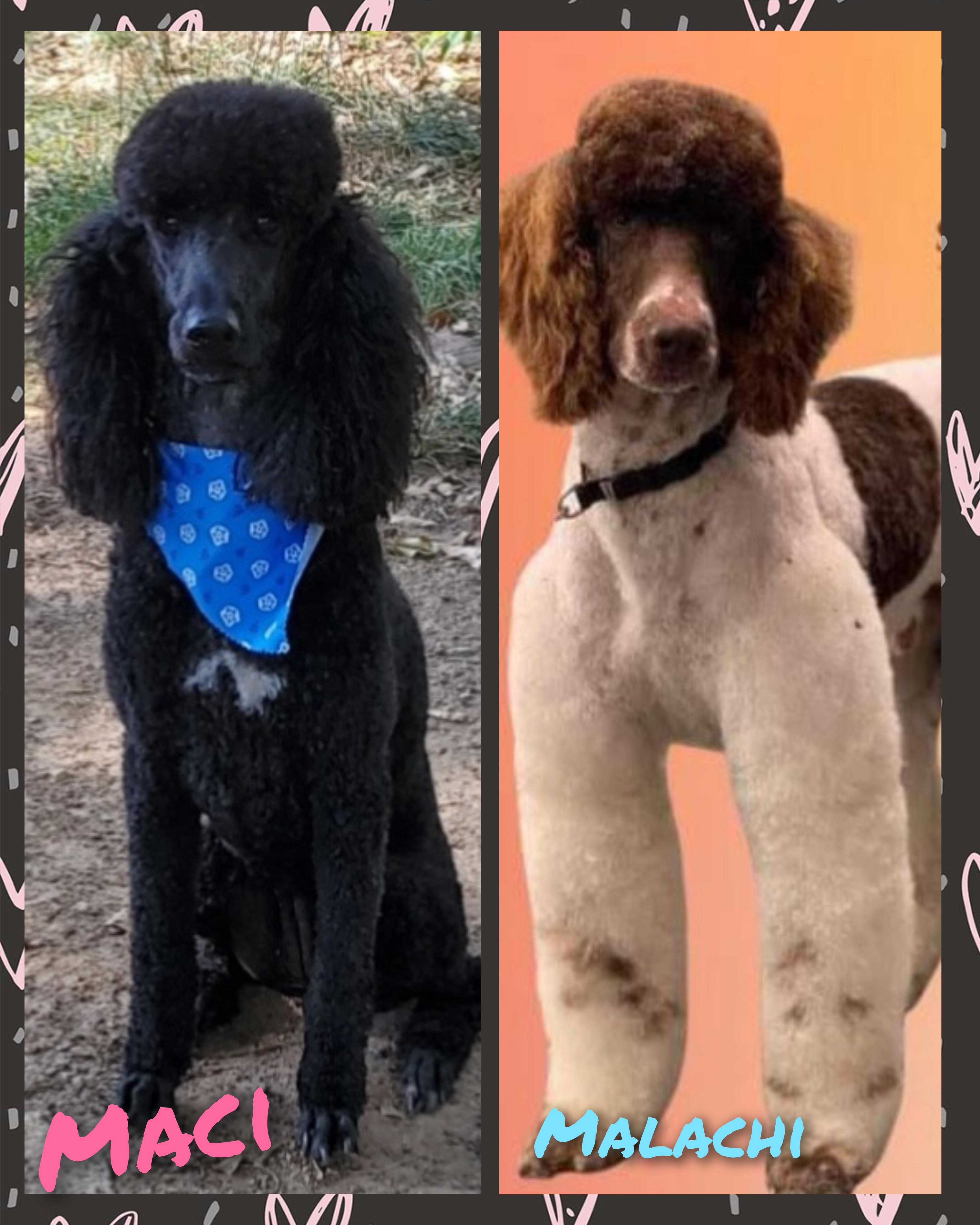 C&K's Poodle Patch in North Carolina | Poodle puppies | Good Dog