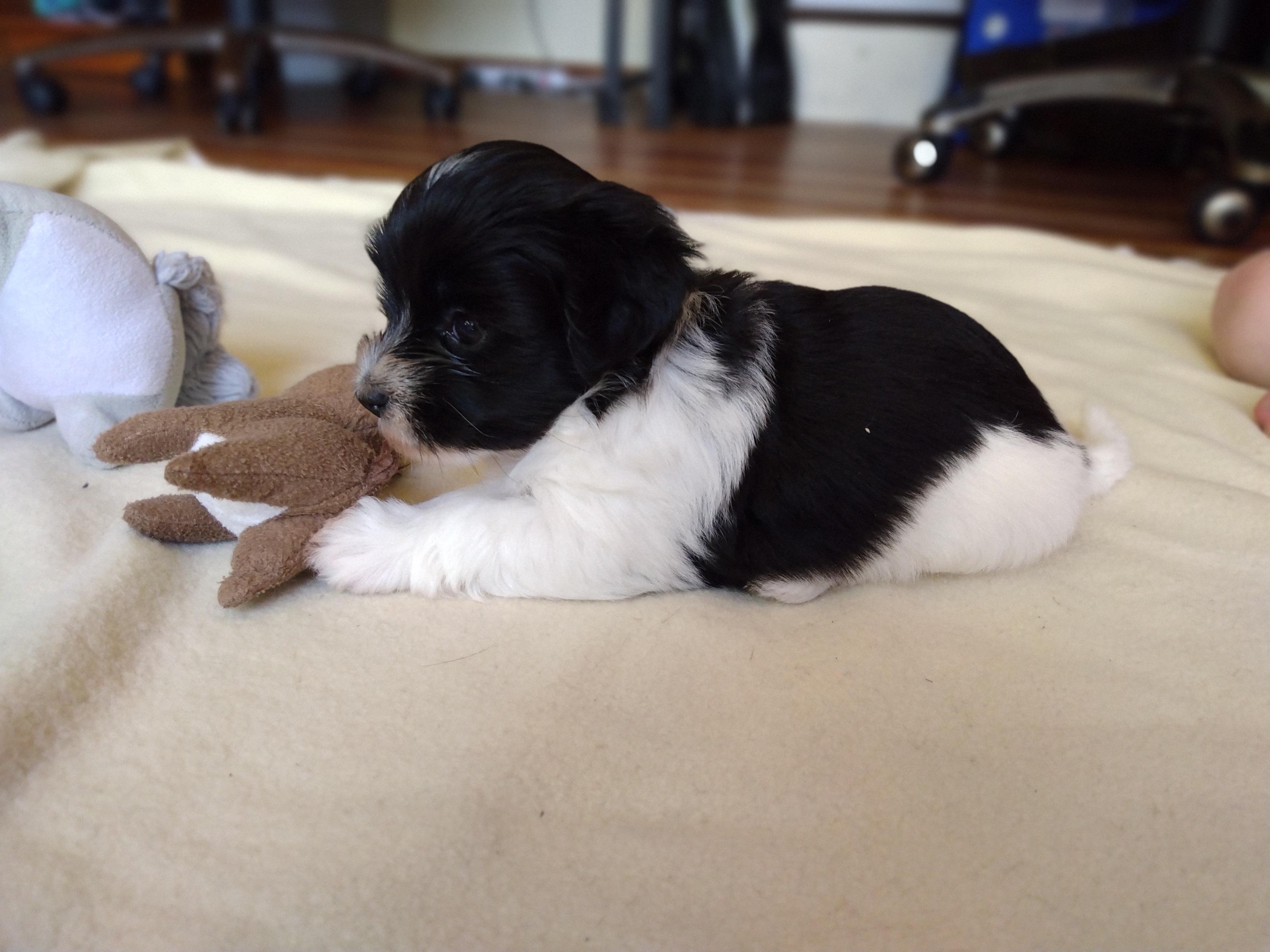 Happy Havanese in Washington | Havanese puppies | Good Dog
