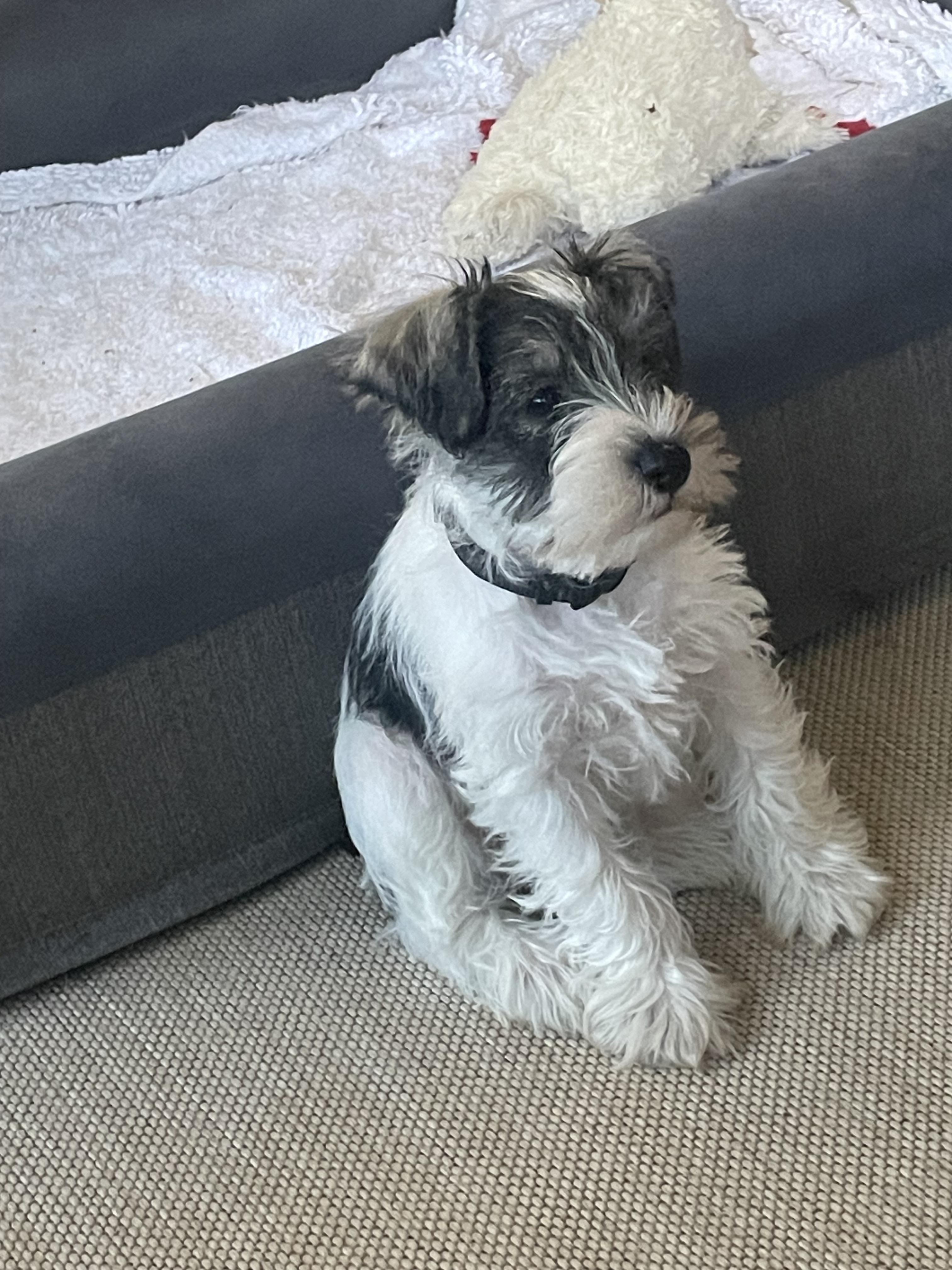 Lovey Mini Schnauzers in Georgia | Miniature Schnauzer puppies | Good Dog
