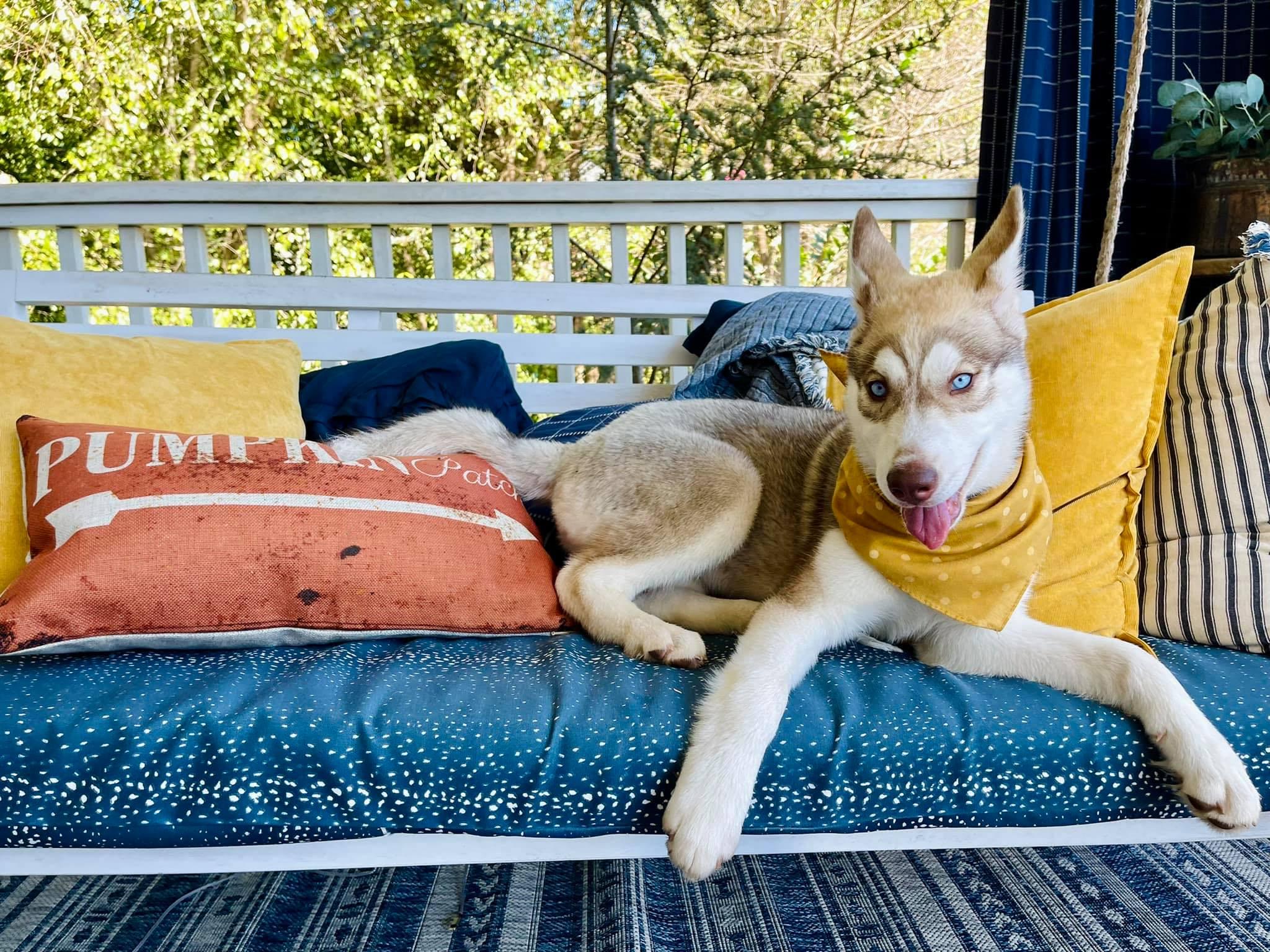 Blue Summit Siberians in Georgia | Siberian Husky puppies | Good Dog