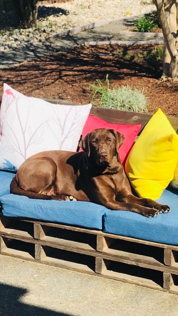 Jaime Caldwell's Labrador Retrievers in California | Labrador Retriever ...