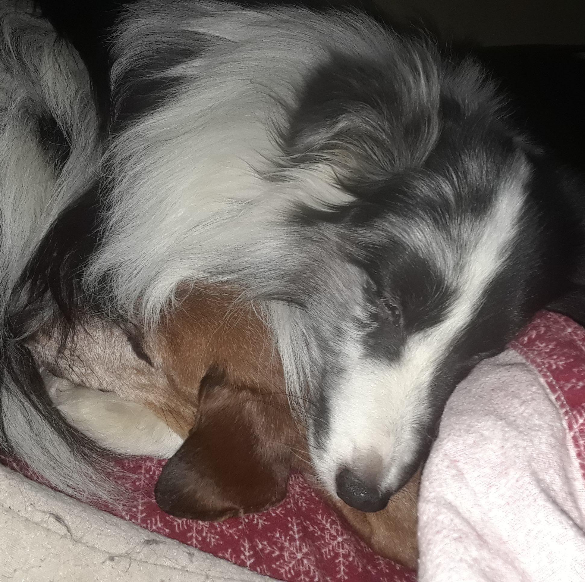Provision Shetland Sheepdogs in Colorado | Shetland Sheepdog puppies ...
