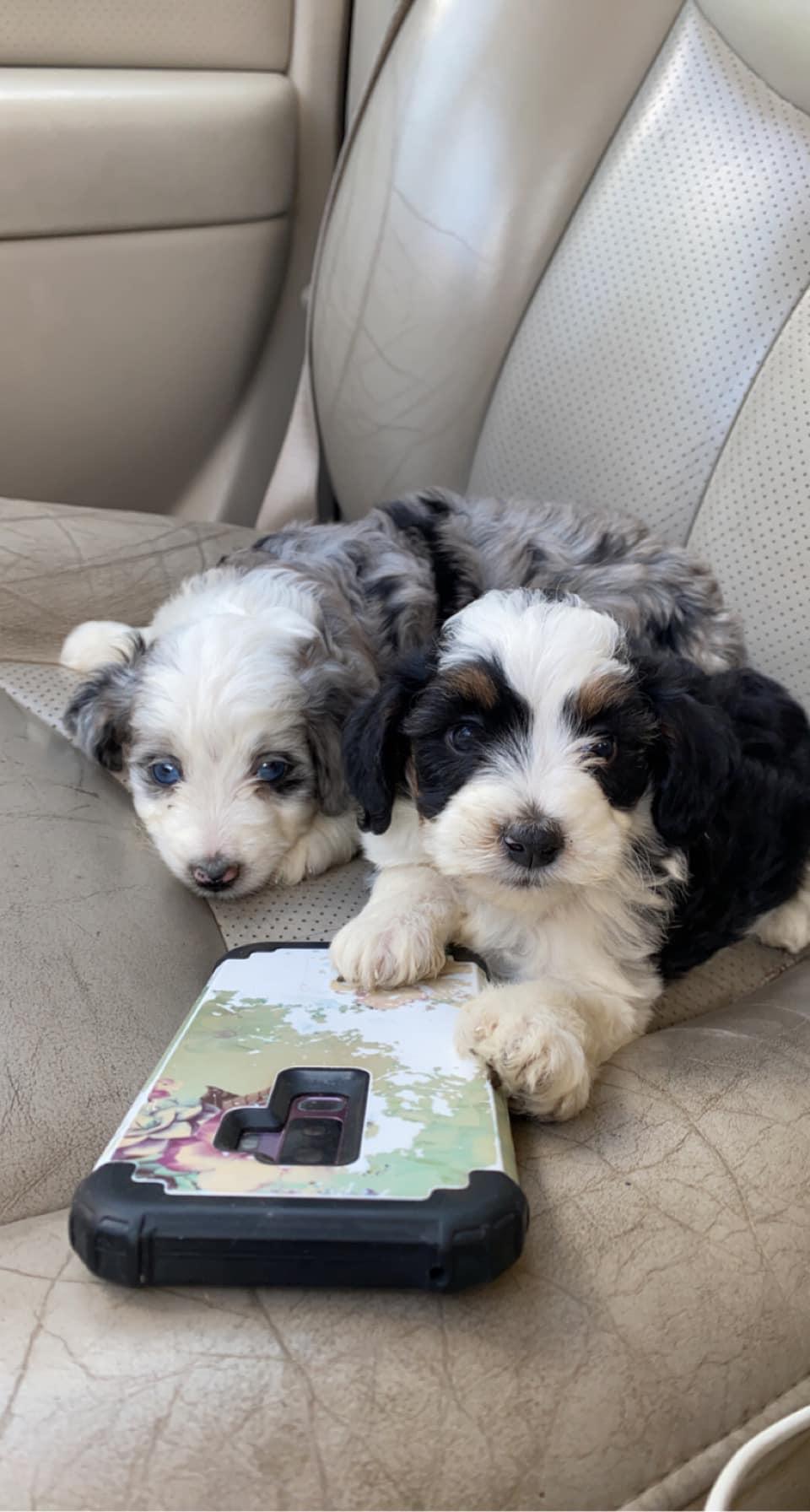 Doodle Doos Pups in Iowa | Aussiedoodle puppies | Good Dog