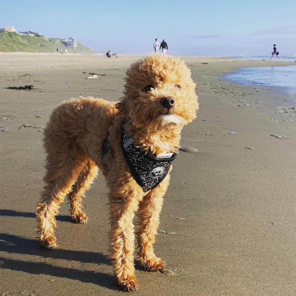 Highland View Hills - Mini Poodles in Oregon | Poodle puppies | Good Dog