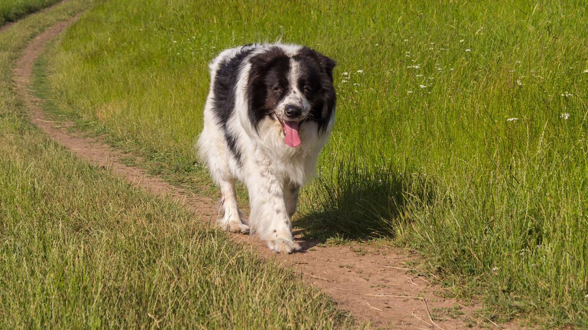 25 cute Karakachan puppies for sale | Good Dog