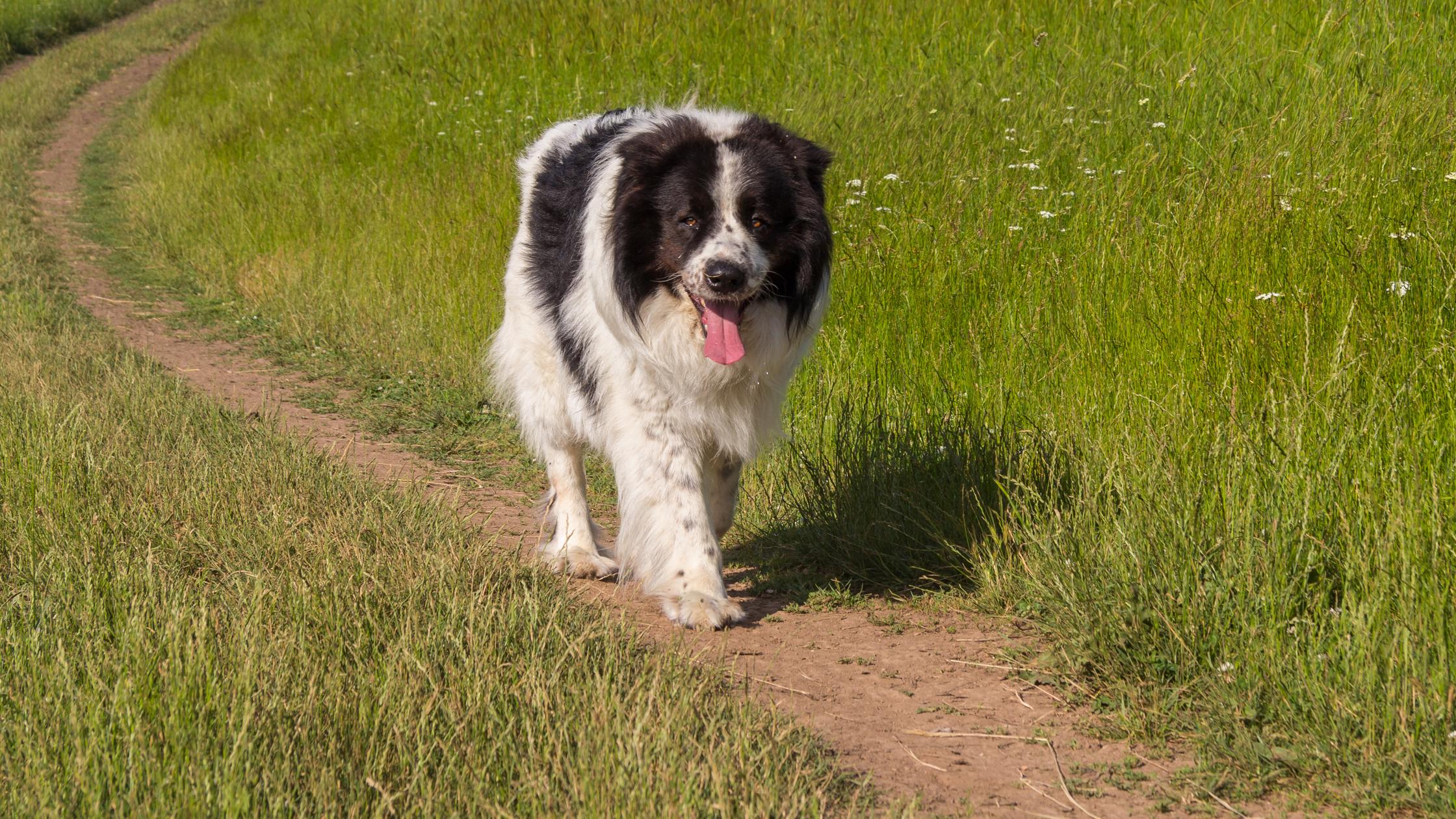 #1 Guide to Health Testing — Karakachan | Good Dog