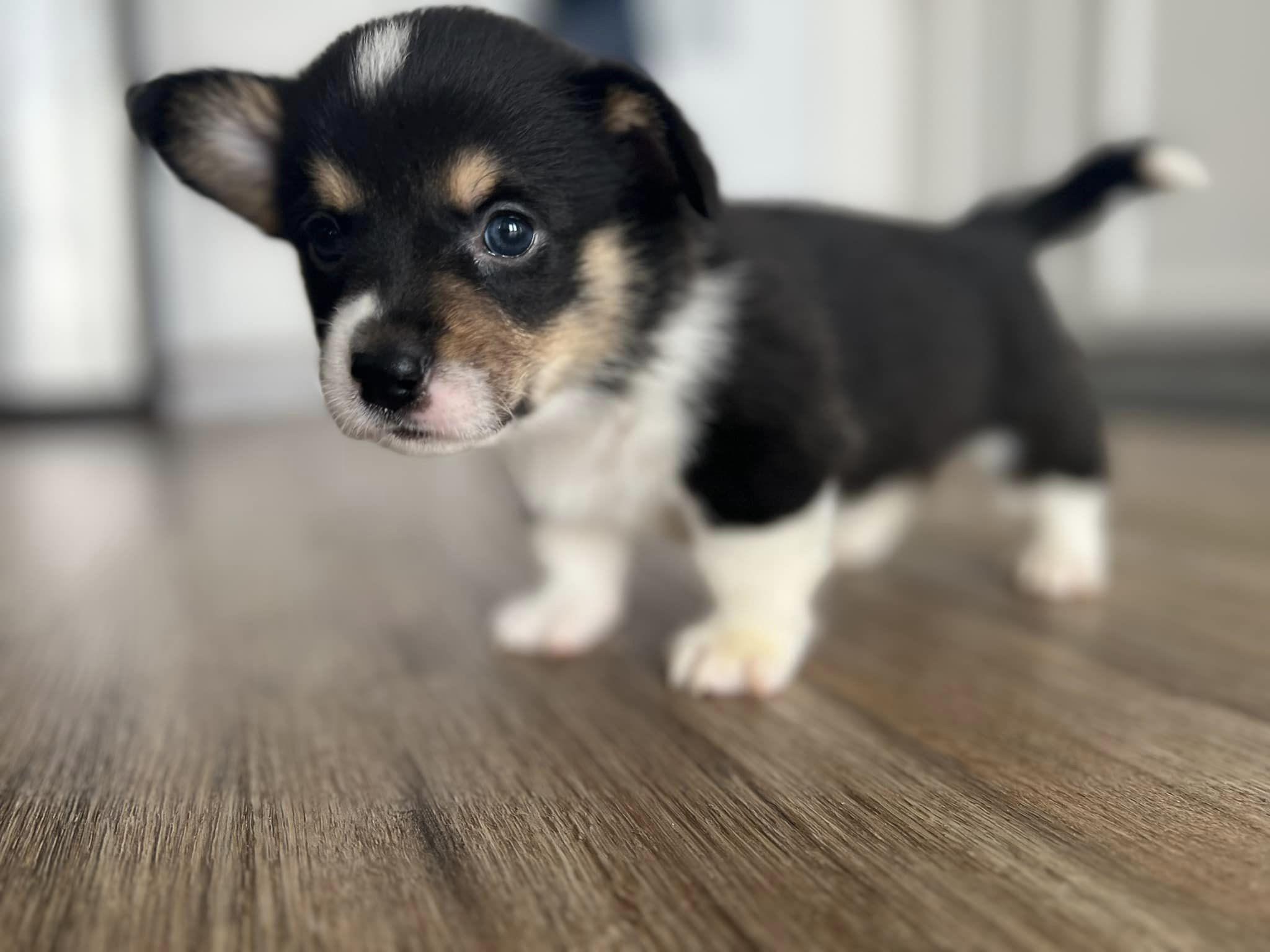 Db’s Pembroke Welsh Corgis in Washington | Pembroke Welsh Corgi puppies ...