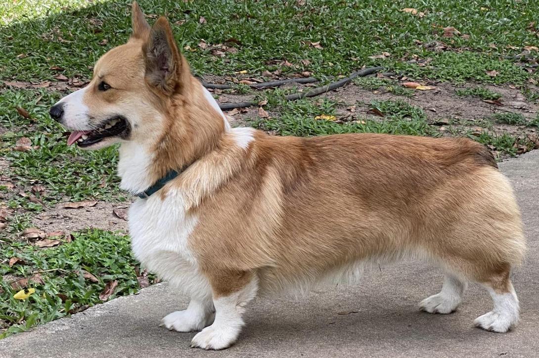 Newlands Insane Danes and Corgis in Florida | Pembroke Welsh Corgi and ...