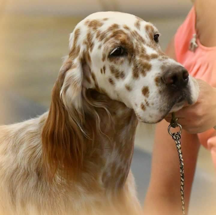 BJ's Festivity in North Carolina | English Setter puppies | Good Dog