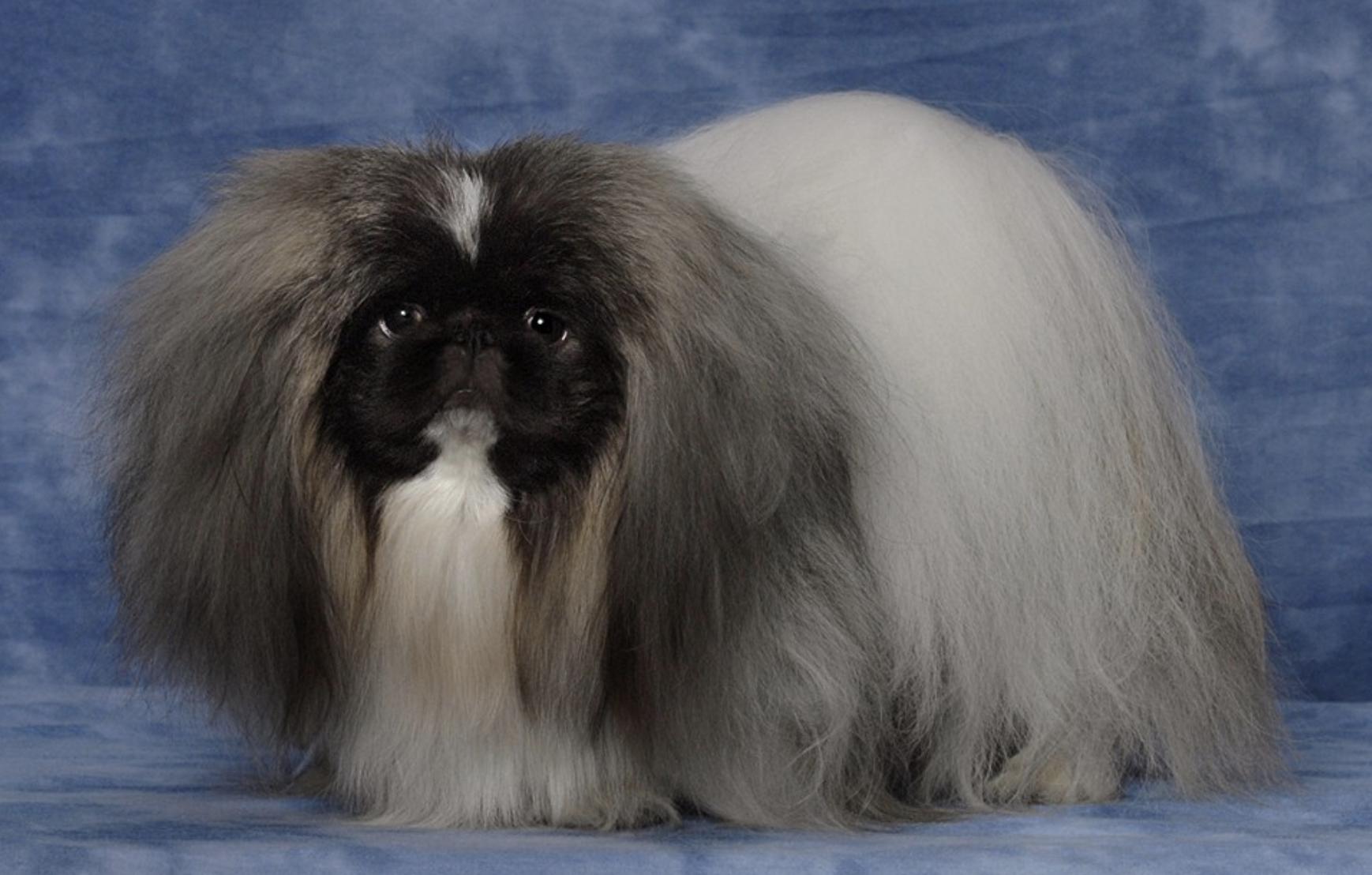 Wyn-d-hill pekingese in Pennsylvania | Pekingese puppies | Good Dog