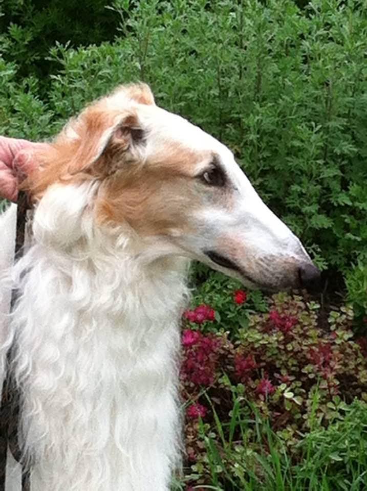Russian Borzoi in Florida | Borzoi puppies | Good Dog