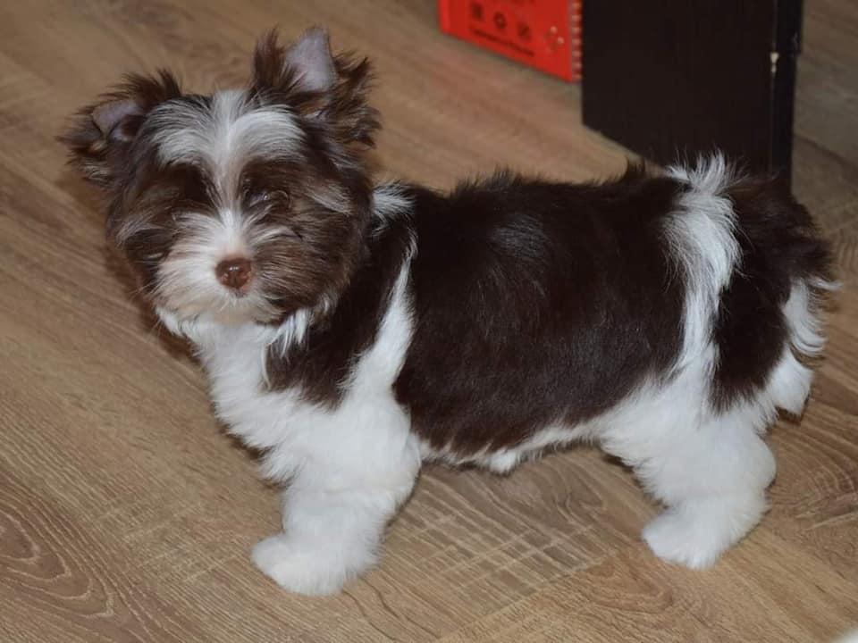 Sonoran Biewer & Biro in Arizona | Biewer Terrier puppies | Good Dog