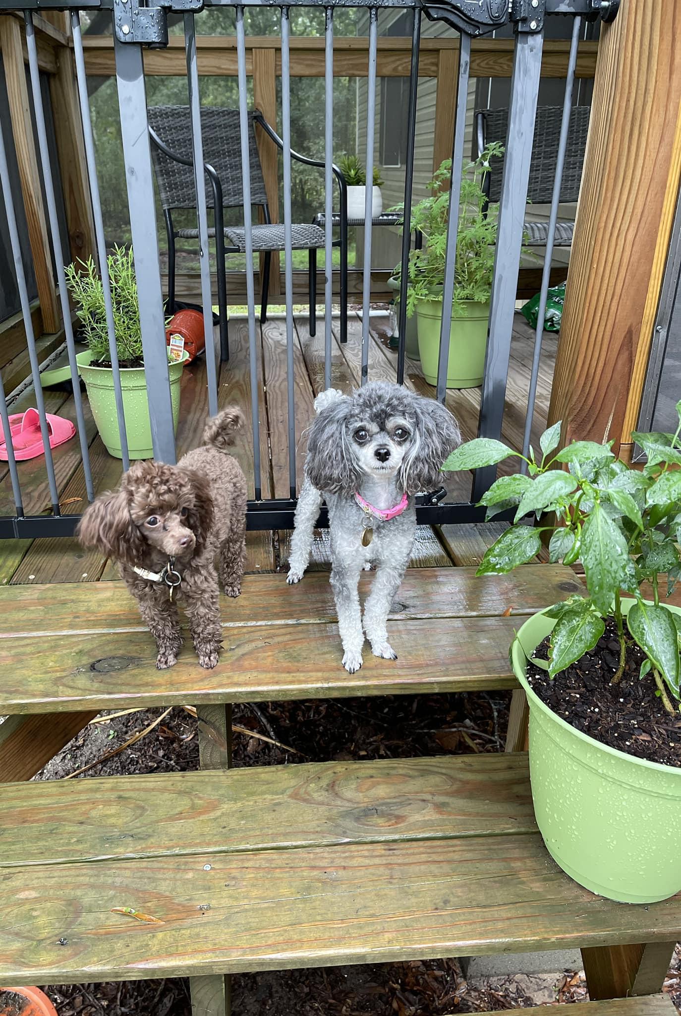 Jades Jewels Poodles in Texas | Poodle puppies | Good Dog