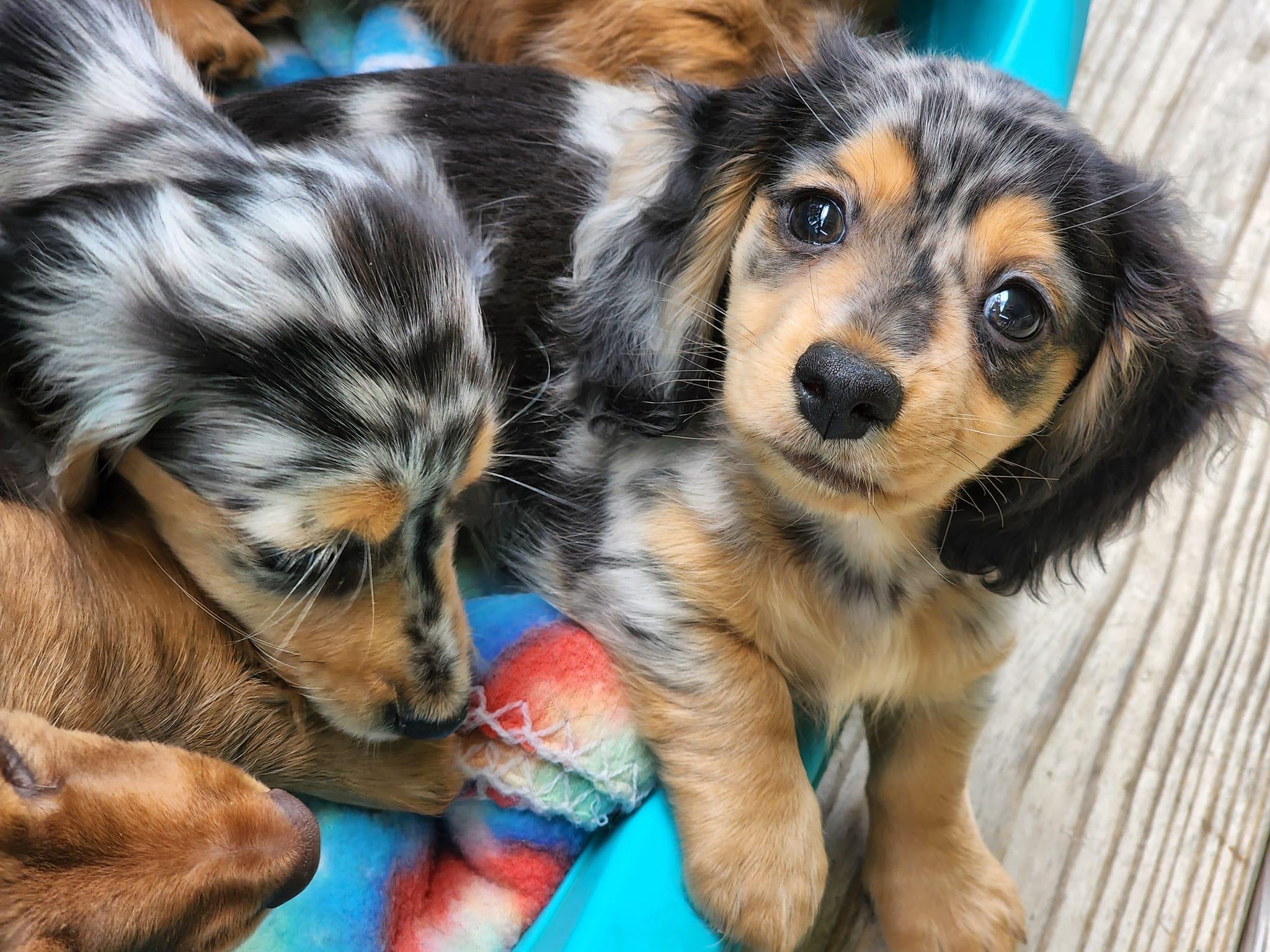 Madra's Dashing Doxies in Missouri | Dachshund puppies | Good Dog