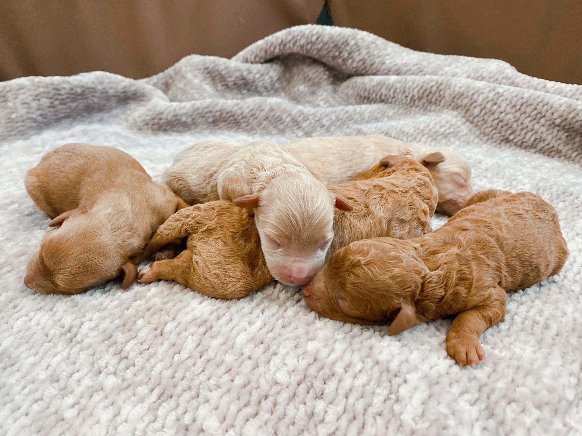 Southern Cavapoos in Louisiana | Cavapoo puppies | Good Dog