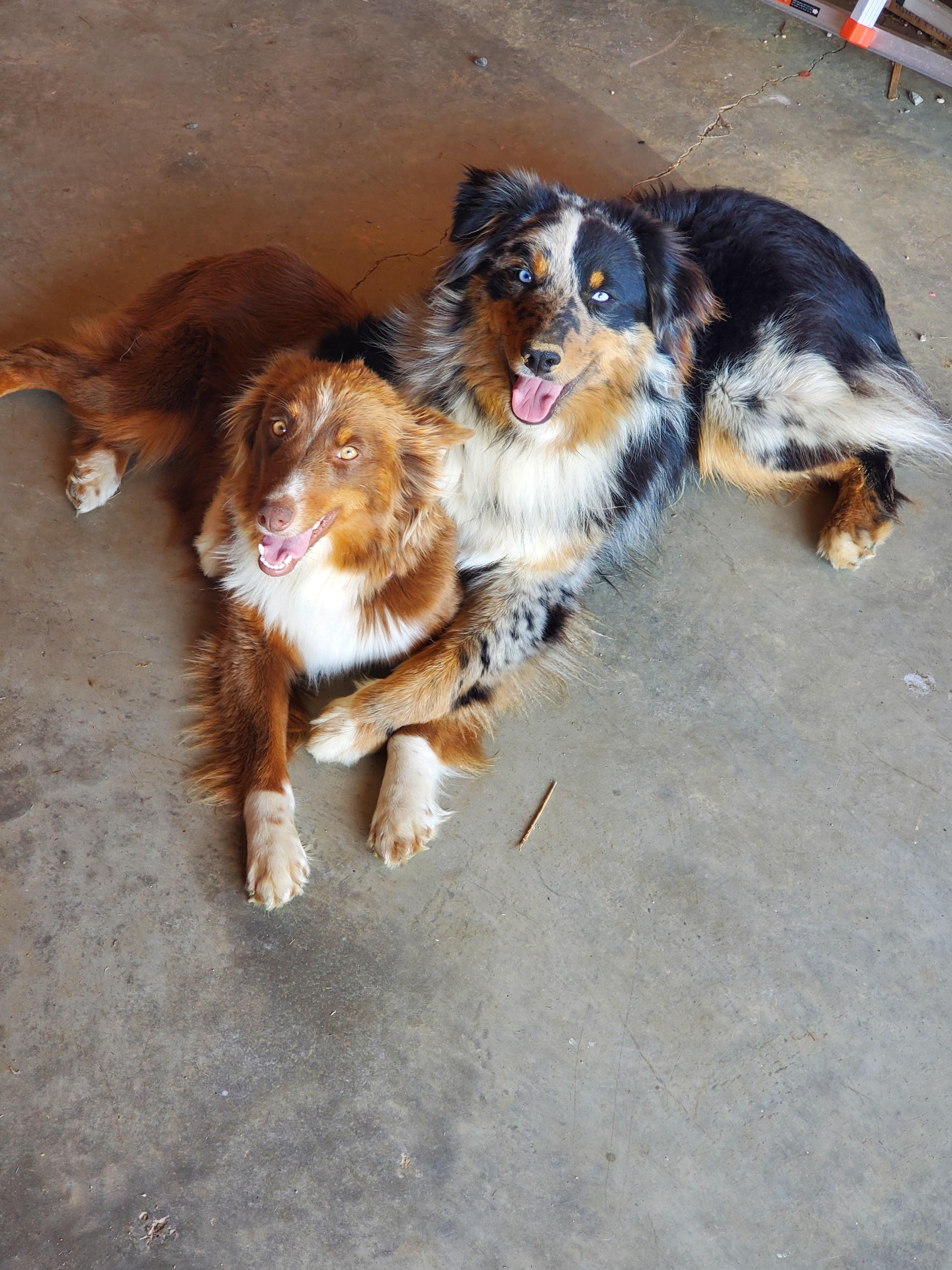 Copperline Aussies in Kentucky | Australian Shepherd puppies | Good Dog