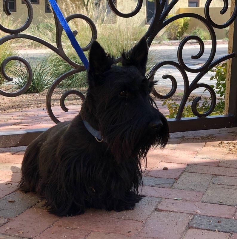 Knights Scottish Terriers in Arizona | Scottish Terrier puppies | Good Dog
