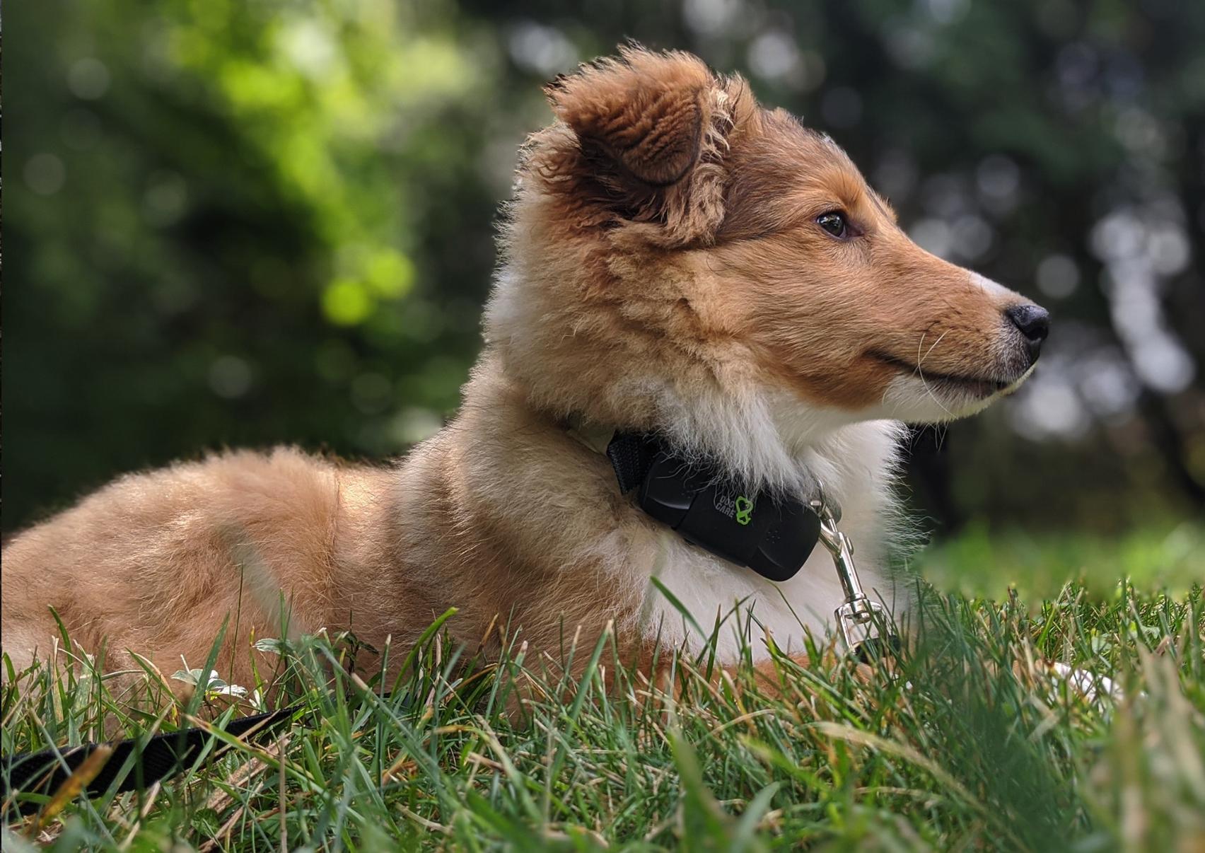 NorthAcre Shelties in Michigan | Shetland Sheepdog puppies | Good Dog