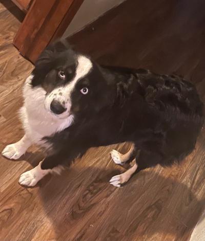 Bull Shoals Pets in Missouri | Aussiedoodle puppies | Good Dog