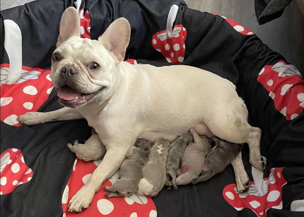 Frenchie Babies NW in Washington | French Bulldog puppies | Good Dog