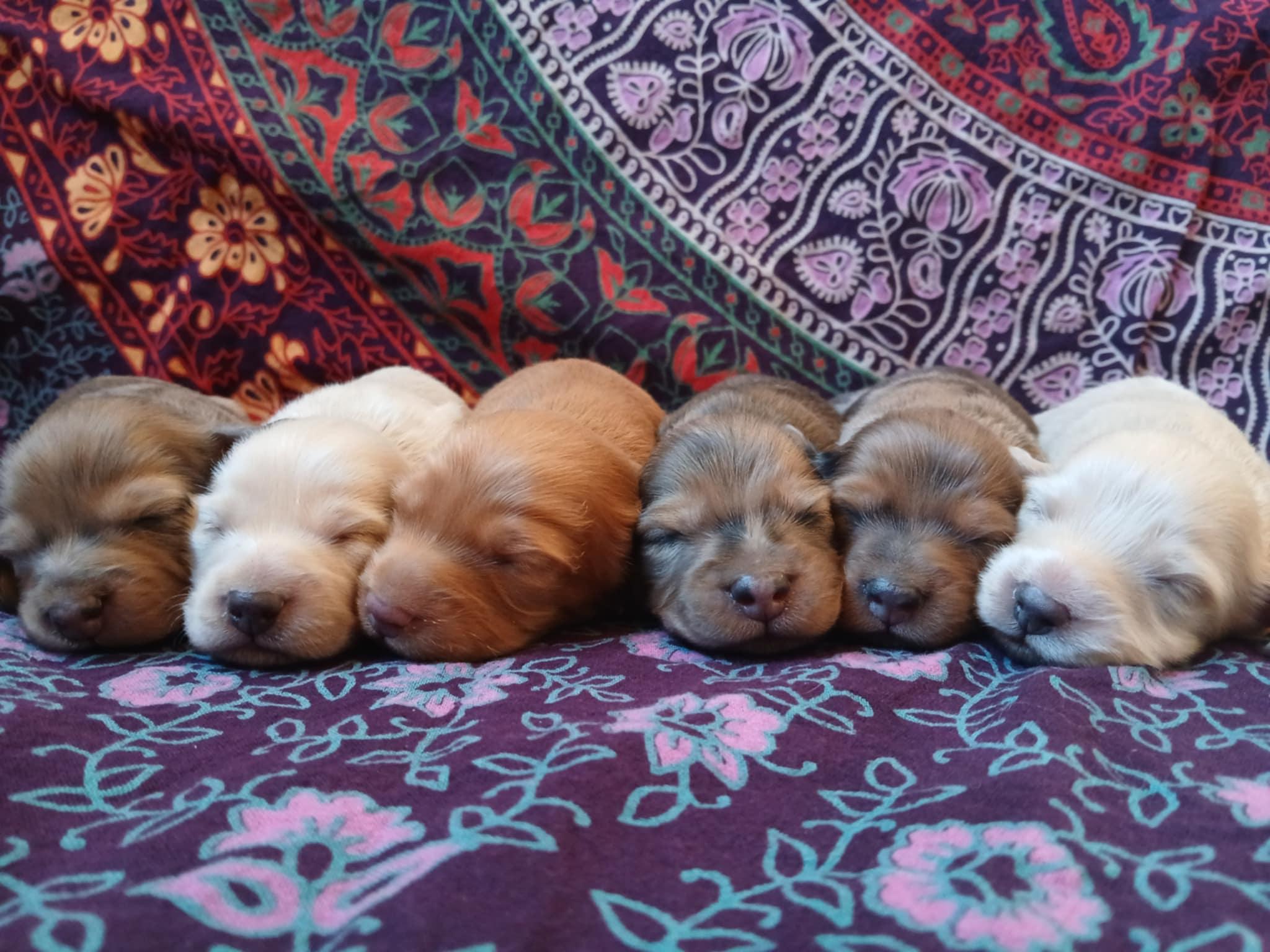 Badlands Mini Dachshunds in New Mexico | Dachshund puppies | Good Dog