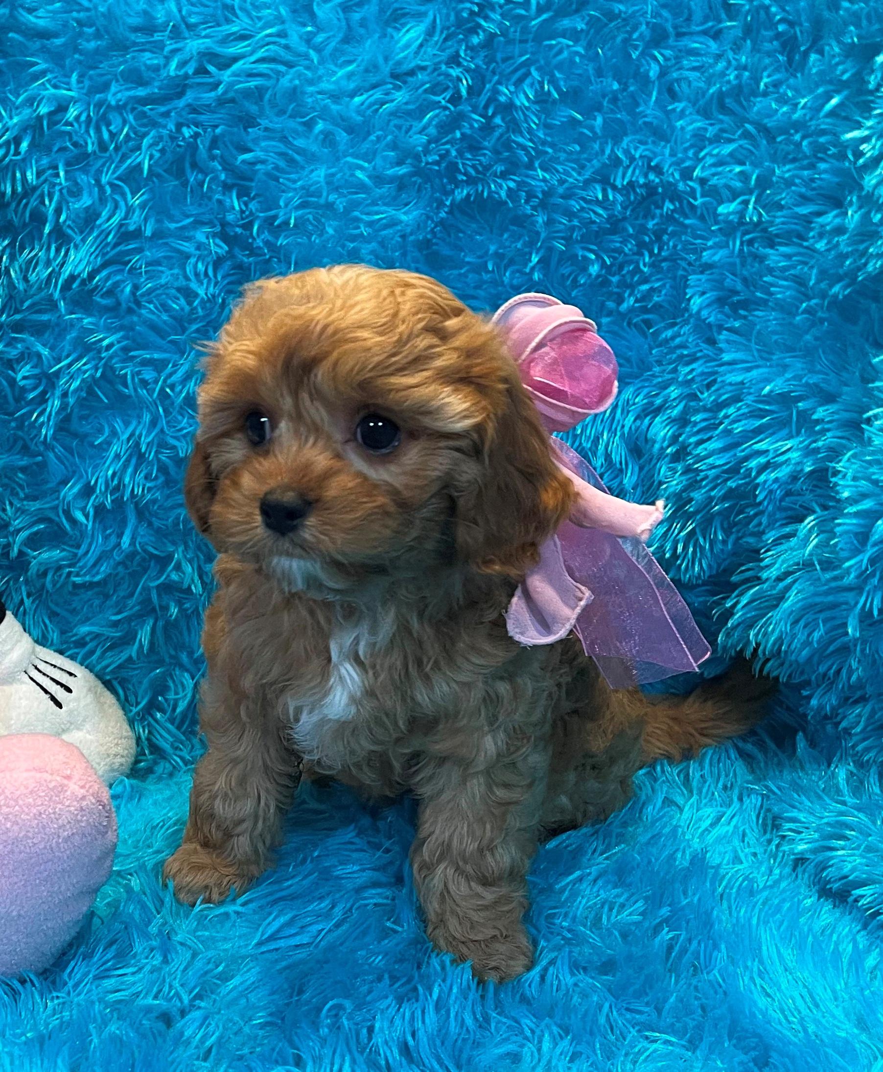 Knight Pups in Tennessee | Cavapoo and Maltipoo puppies | Good Dog