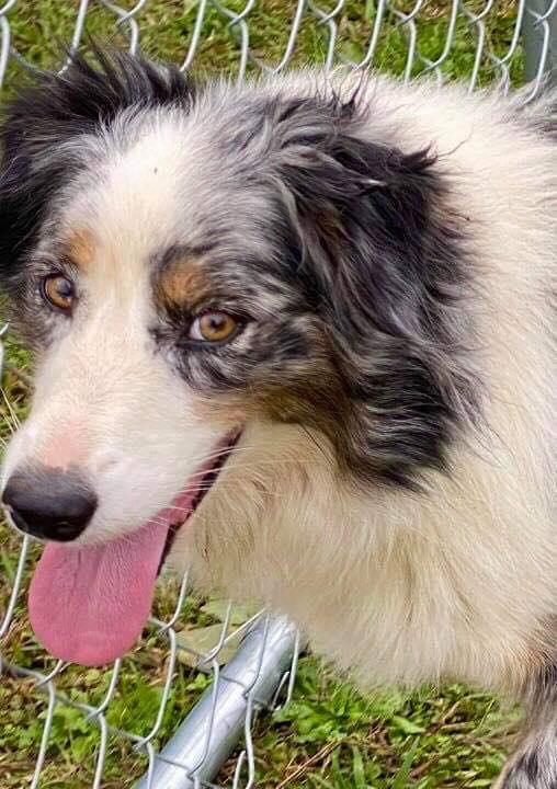 Triple R Shepherds in Mississippi | Australian Shepherd puppies | Good Dog