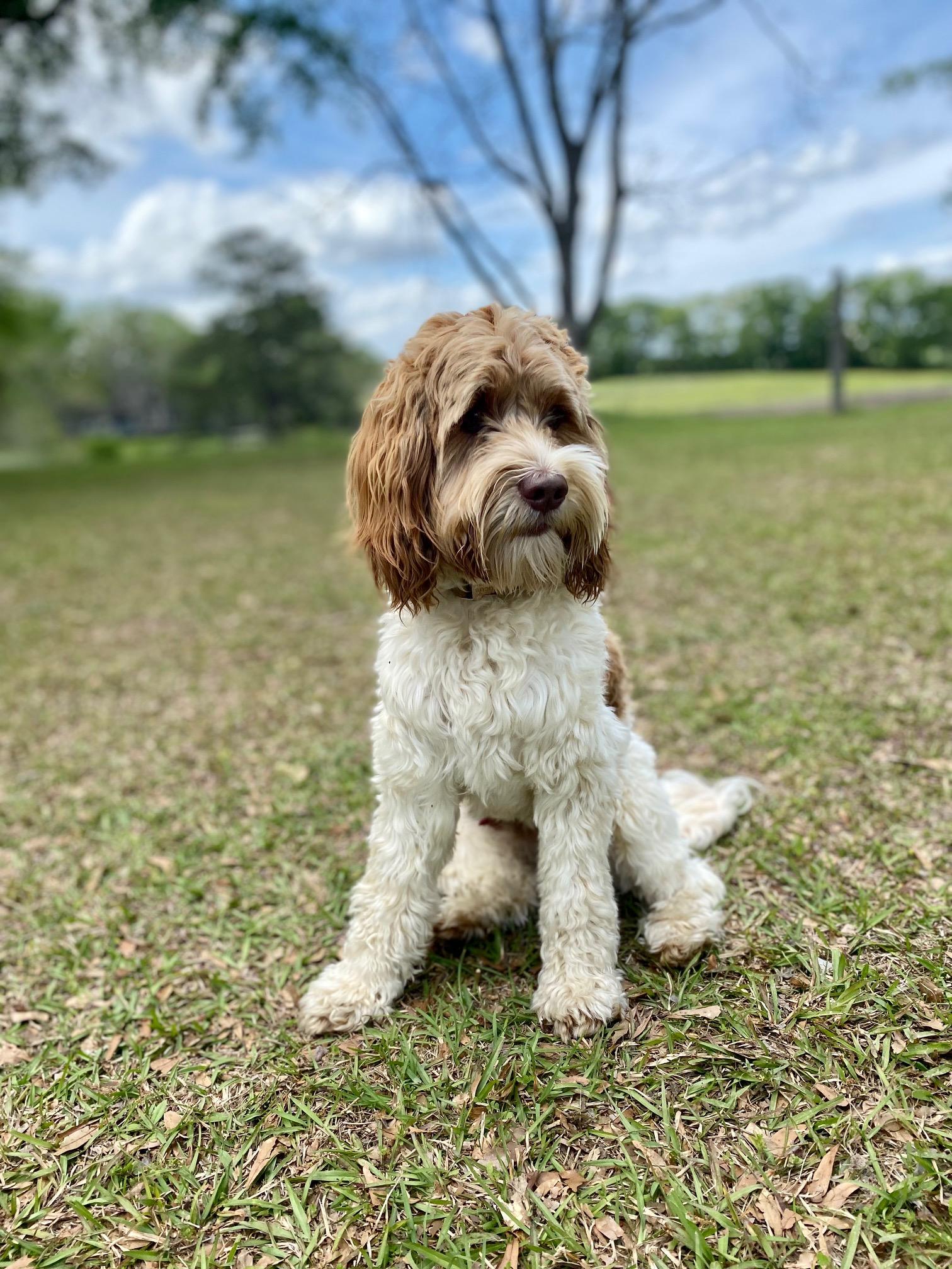 Circle City Labradoodles in Alabama | Labradoodle puppies | Good Dog
