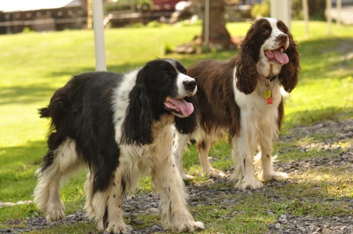 Springerhaven in New York | English Springer Spaniel puppies | Good Dog
