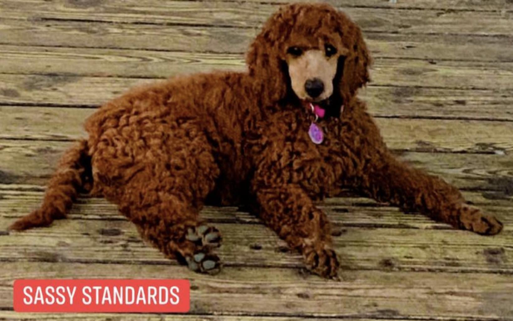 Sassy Standards in North Carolina | Poodle puppies | Good Dog