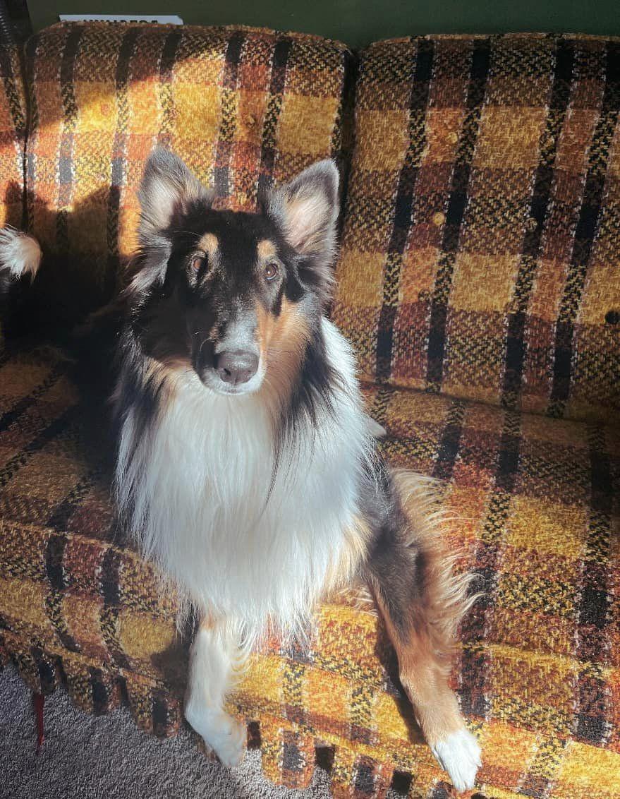 Maple Lane Collies in Indiana | Collie puppies | Good Dog