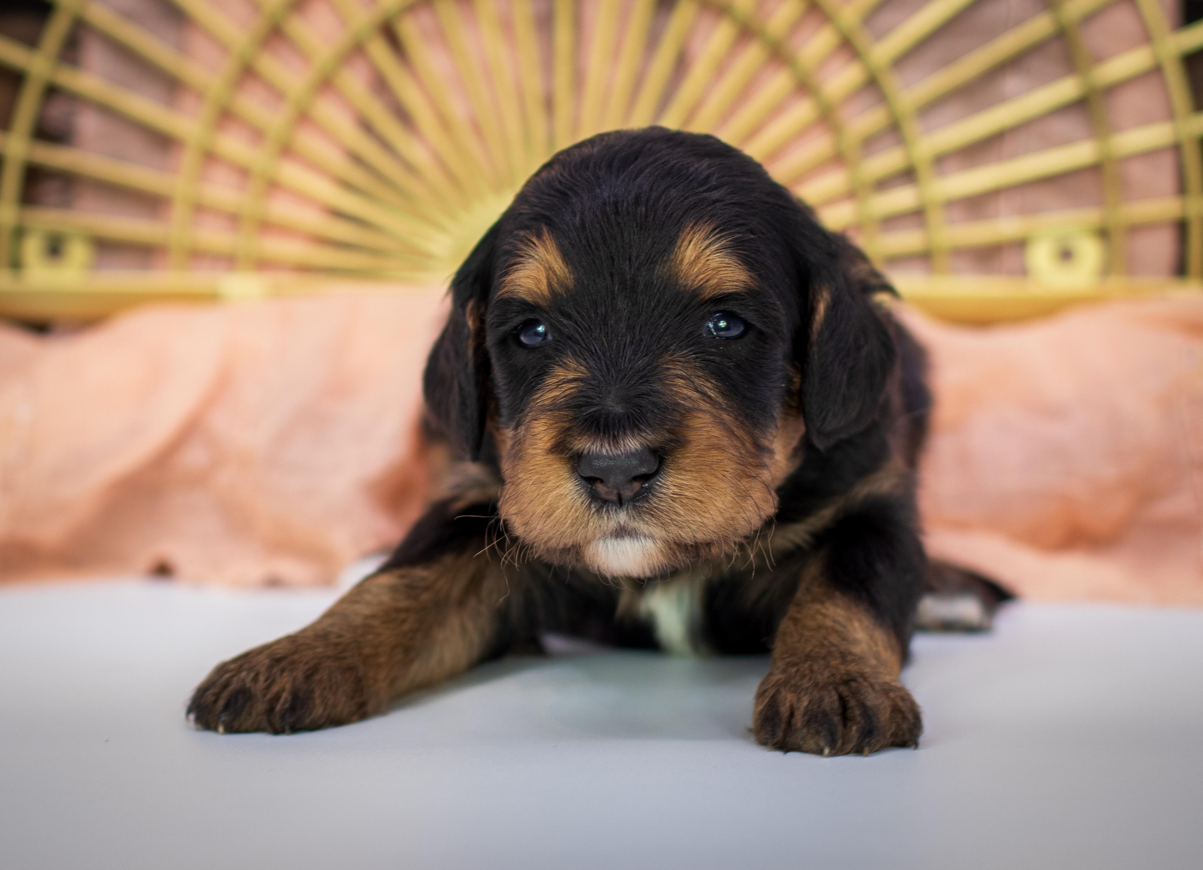 Jewell Kennels in Iowa | Bernedoodle puppies | Good Dog