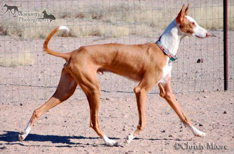 SunRumba Sighthounds in Michigan | Ibizan Hound puppies | Good Dog