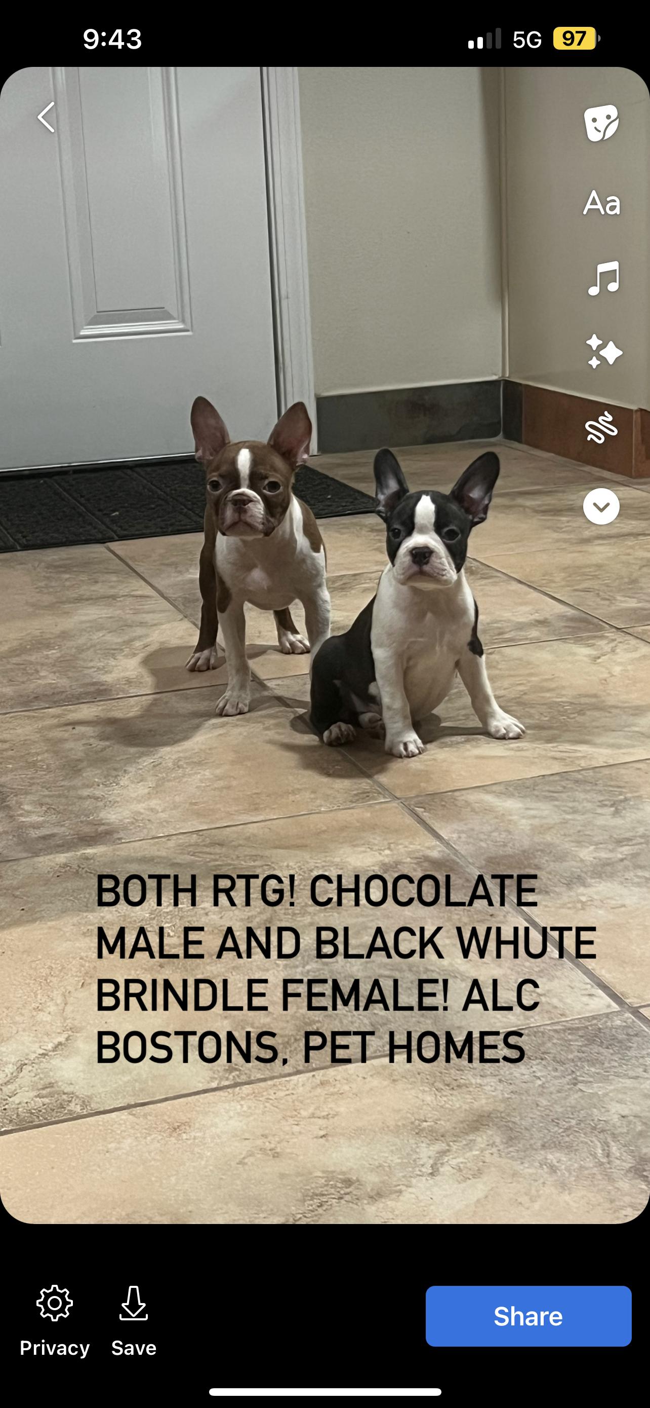 Muggin Bostons Terriers and Mini Dachshund in California | Boston ...