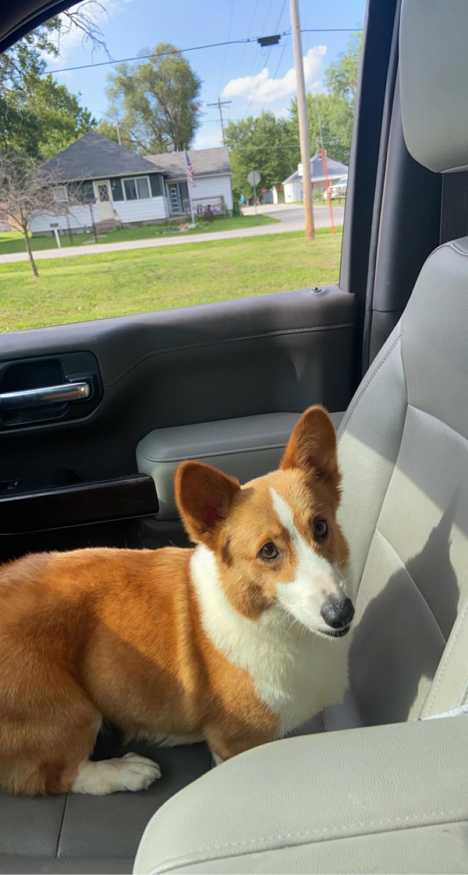Solinger Wags and Wiggles in Iowa | Pembroke Welsh Corgi puppies | Good Dog