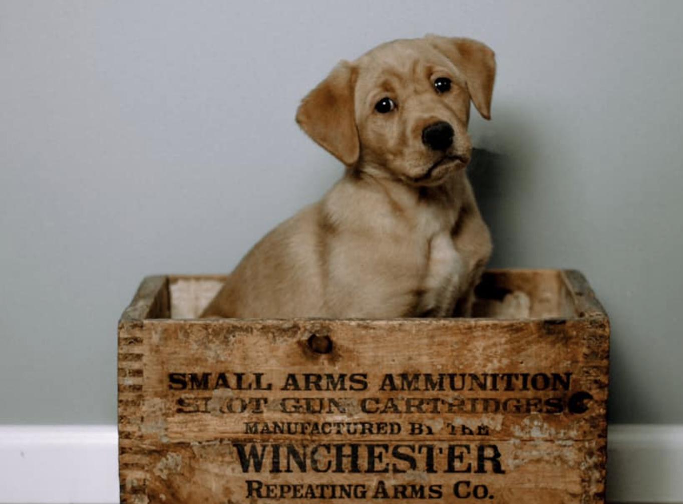 Northernwoods Kennel in Minnesota | Labrador Retriever puppies | Good Dog