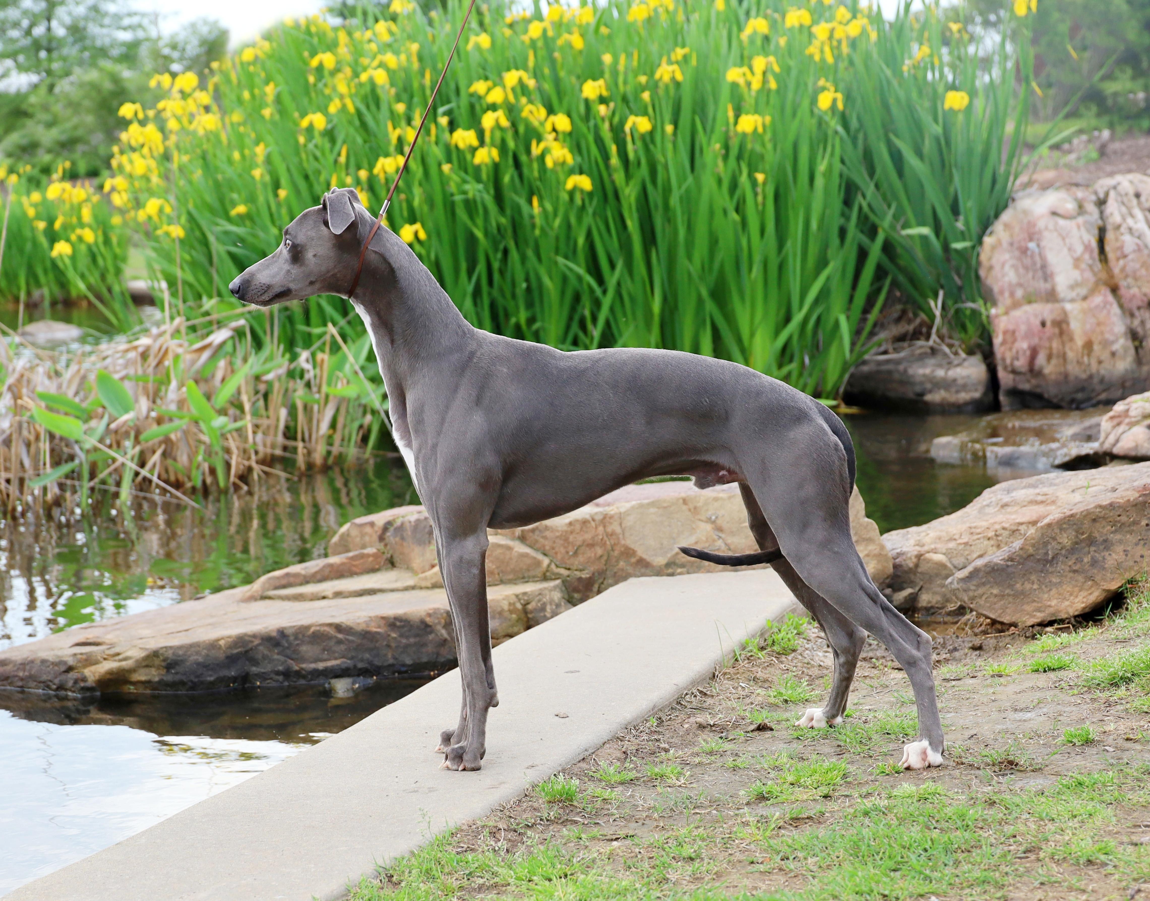 Mardel Robeson of Mulberry Hollow Whippets in Arkansas | Whippet ...