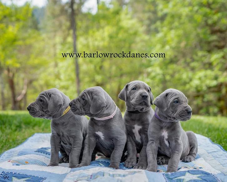 Barlow Rock Danes in Oregon | Great Dane puppies | Good Dog