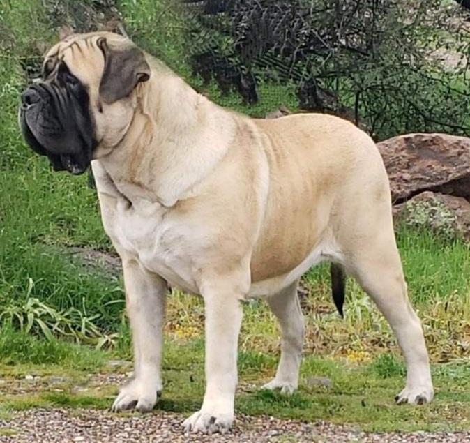 Dahl Mastiffs in North Dakota | Mastiff puppies | Good Dog