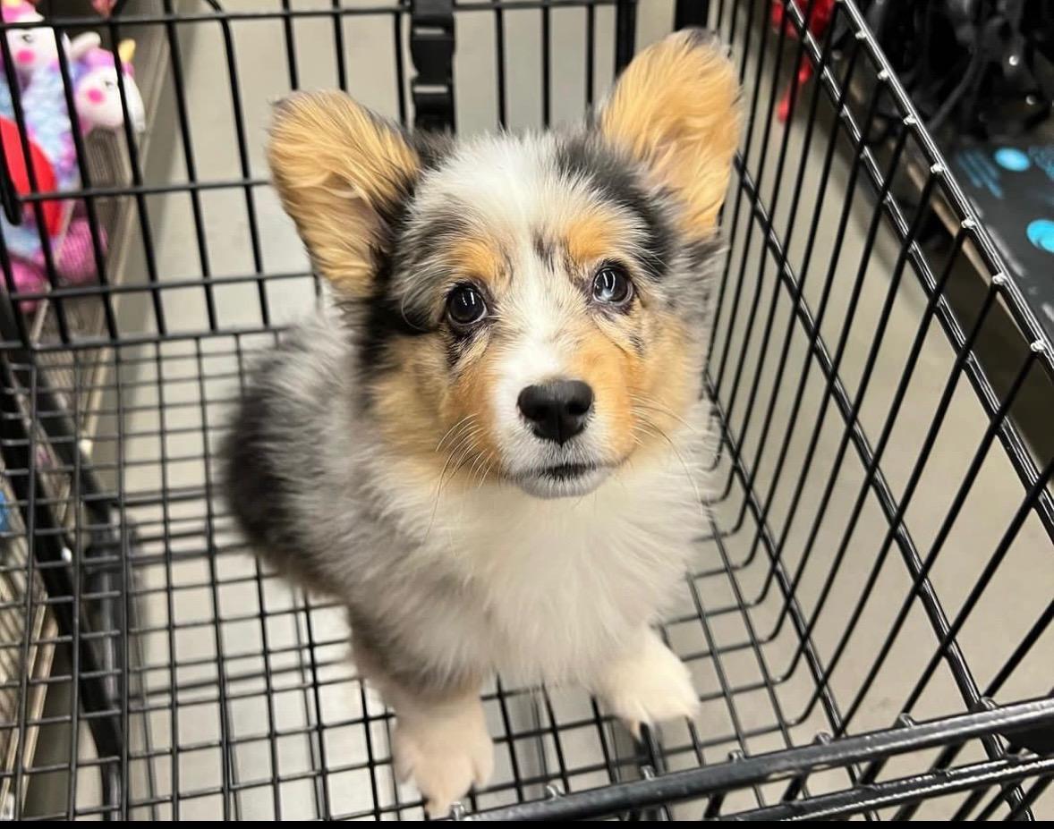 Corgi Craze Breeding & Therapeutic Services in New Mexico | Pembroke ...