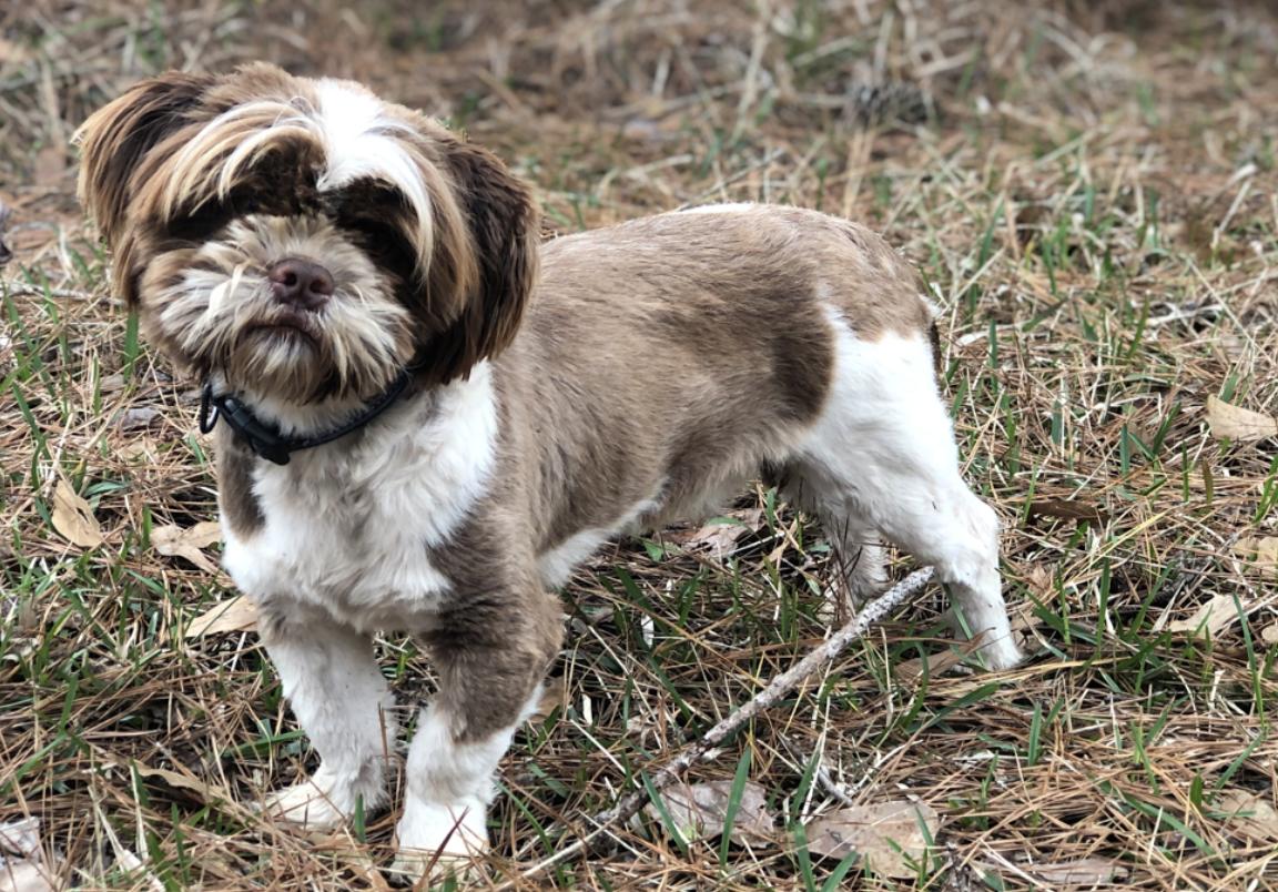 Paws n Claws in Texas | Shih Tzu puppies | Good Dog