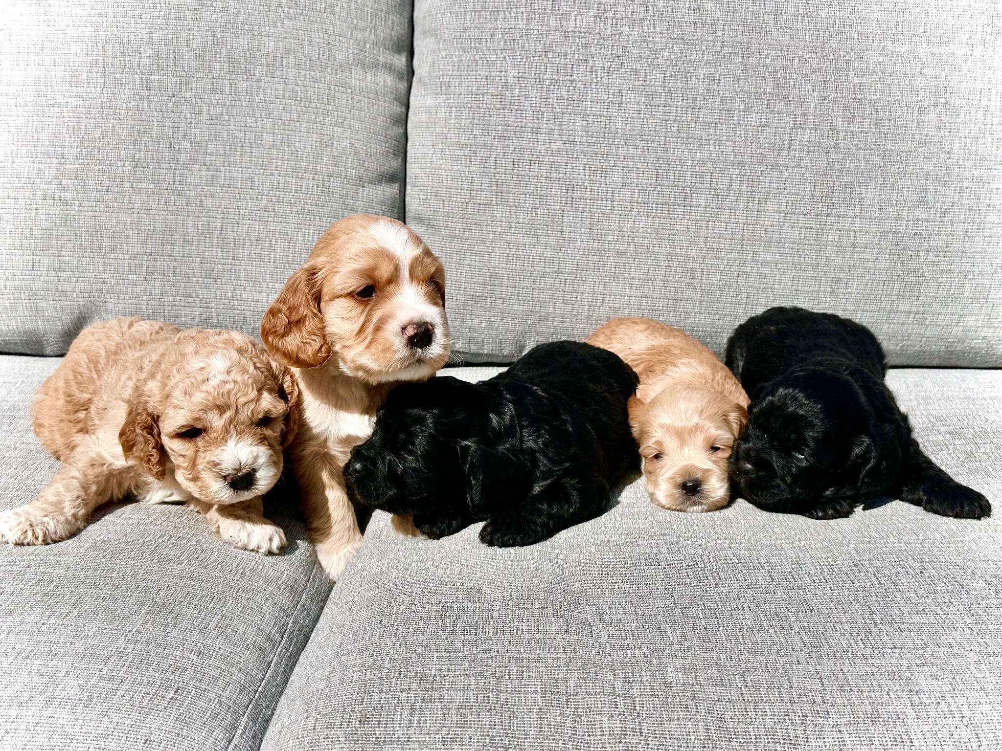 T & R Cockapoos in Michigan | Cockapoo puppies | Good Dog