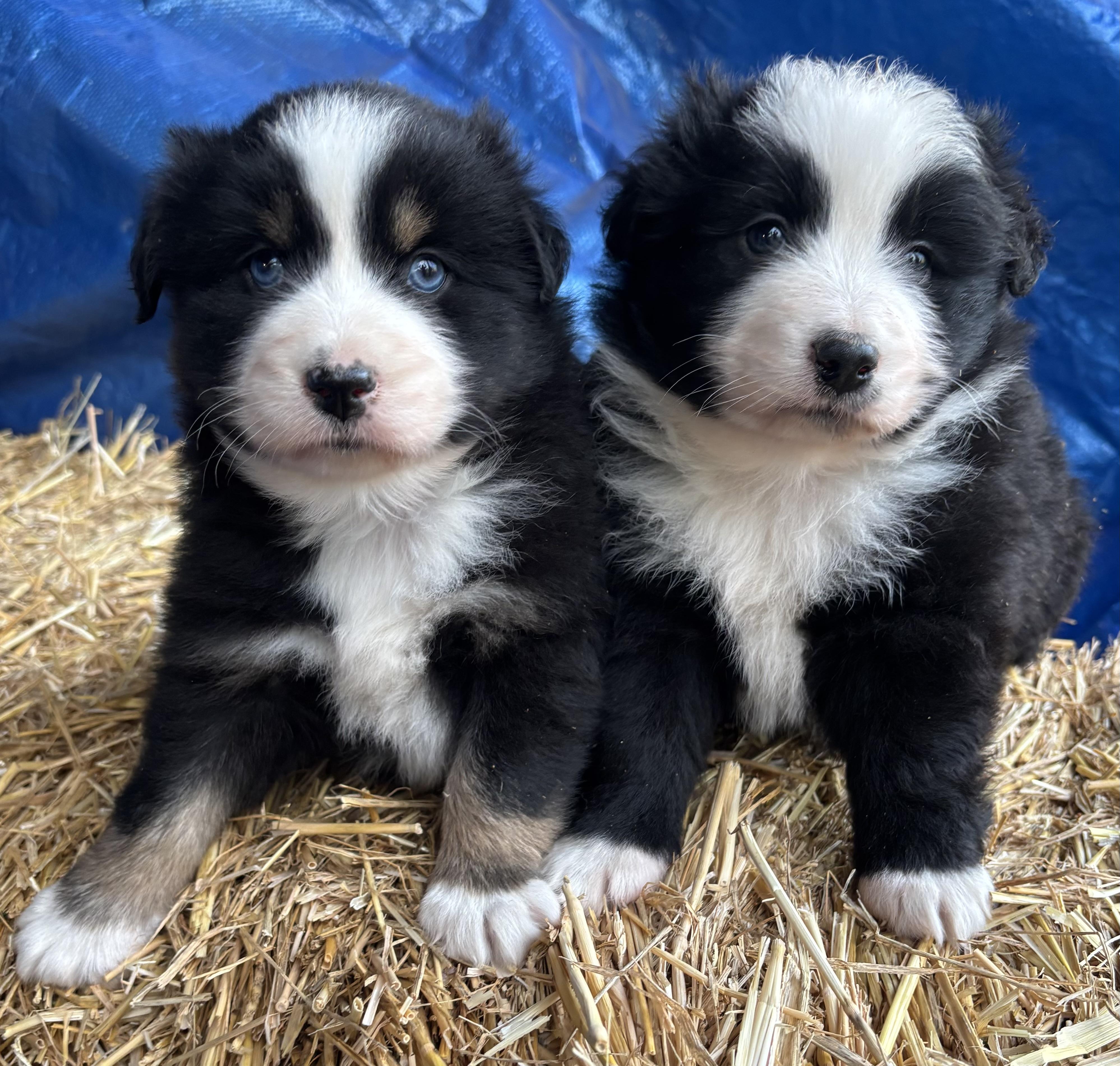 Two Pines Mini Aussies in Oregon | Miniature Australian Shepherd ...