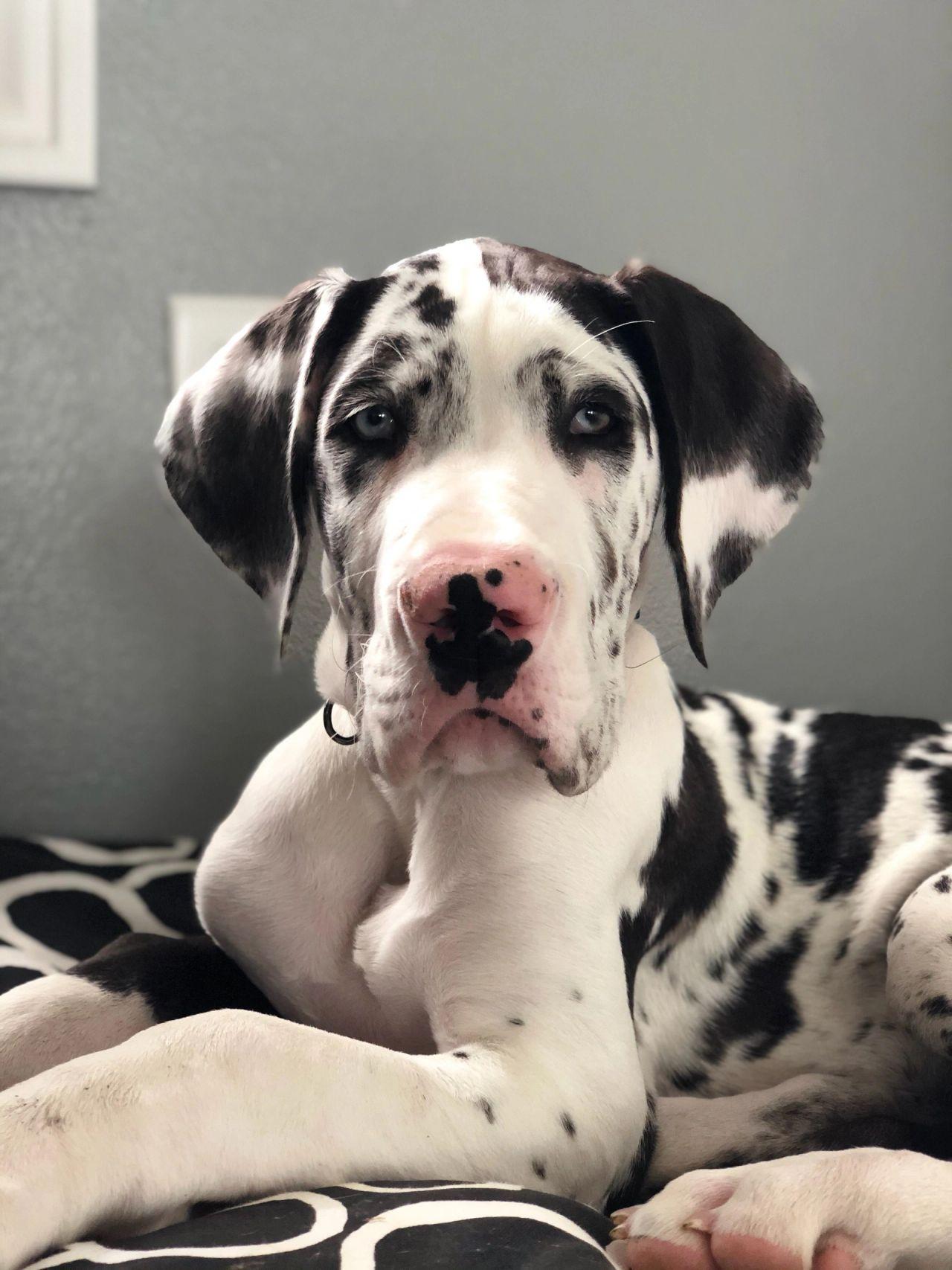 Nick and Megan's Danes in Texas | Great Dane puppies | Good Dog