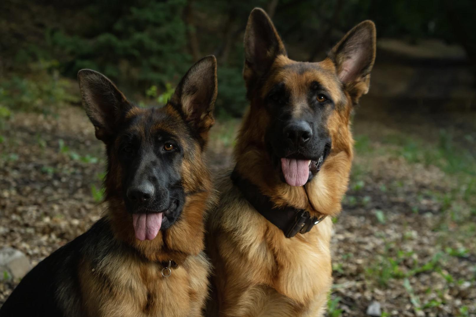 Highland German Shepherds in Utah | German Shepherd puppies | Good Dog
