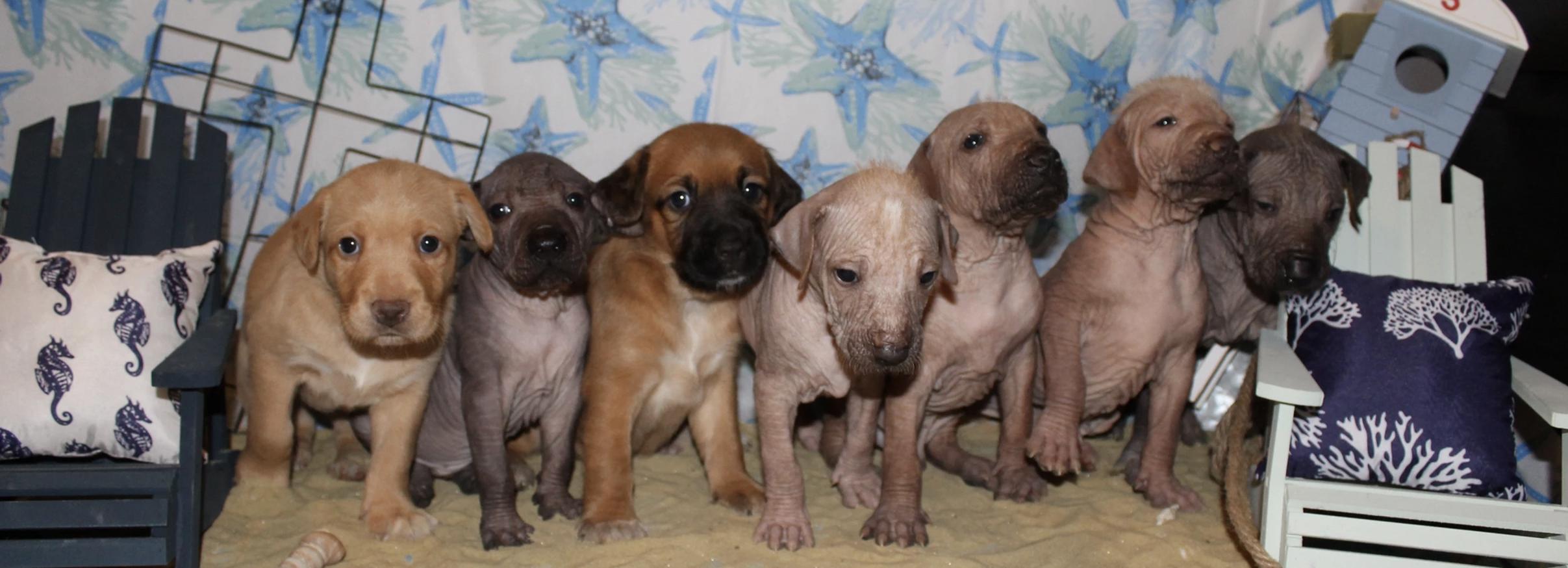 Peruvian Puppy Plug in New Jersey | Peruvian Inca Orchid puppies | Good Dog